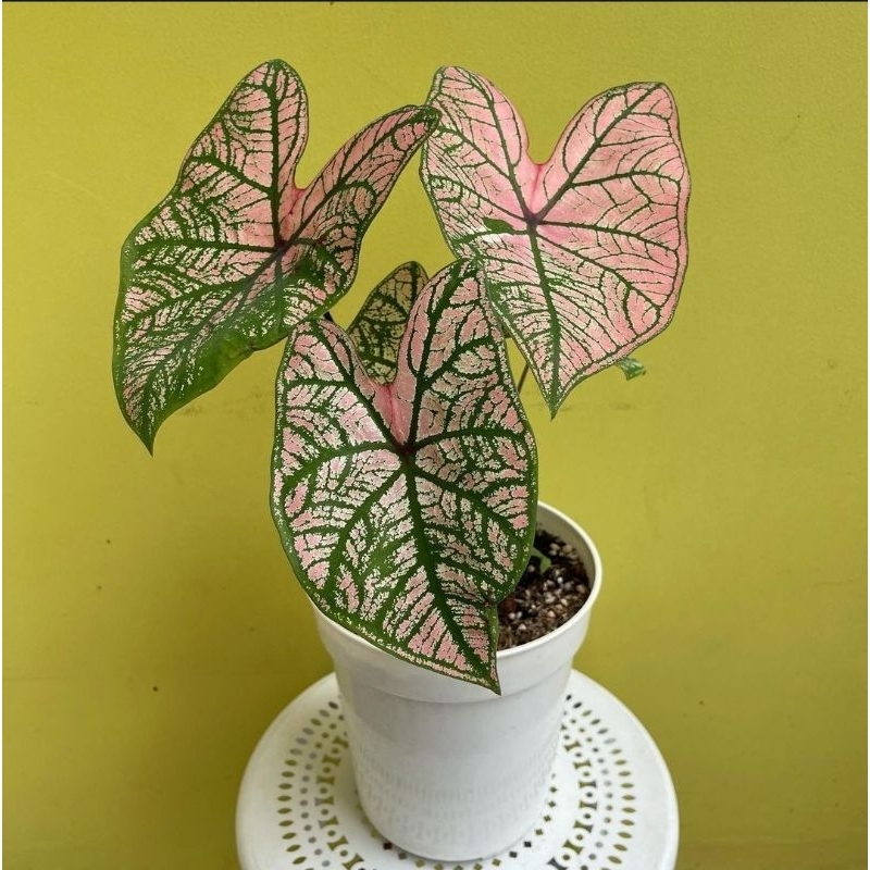 Jual Tanaman Hias - CALADIUM SPRING FLING - Florida series Keladi Hias ...