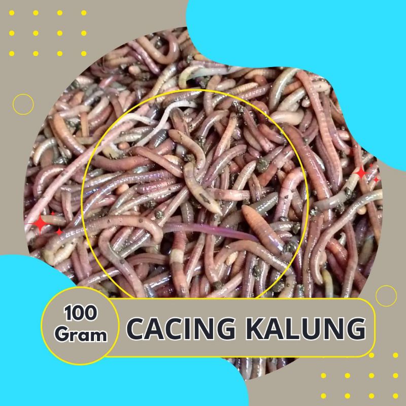 Jual Cacing Kalung Hidup 100g / pakan ikan /obat herbal | Shopee Indonesia