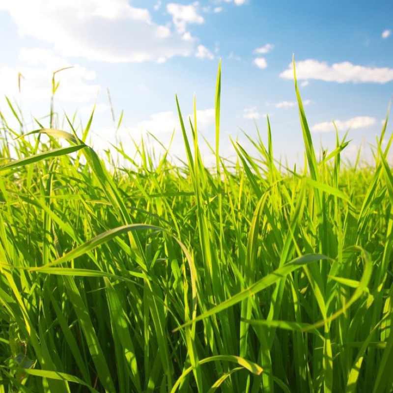 Jual PROMO!! BIJI RUMPUT STENO berat 500gr RUMPUT PAKAN TERNAK KEMBING ...