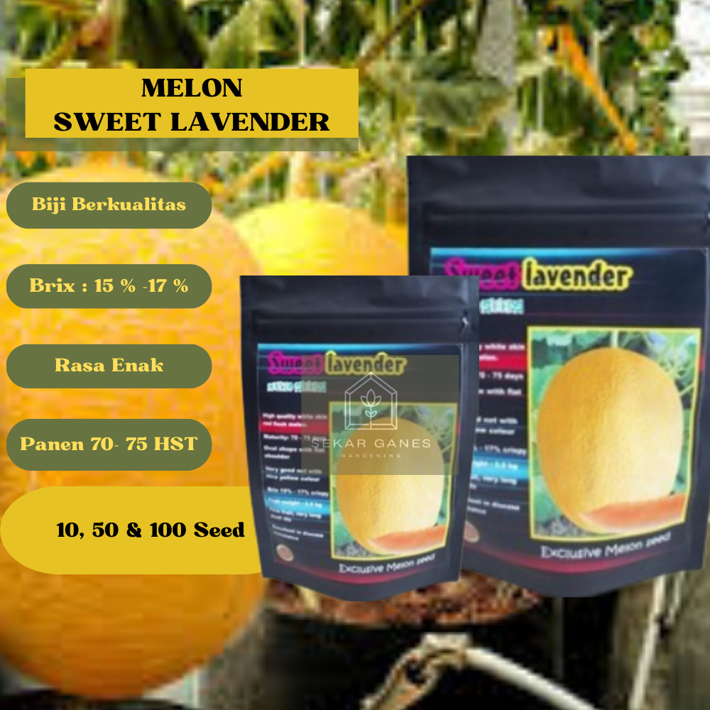 Jual BENIH F1 Melon SWEET LAVENDER ORI Kemasan Repack Isi 10 50 100 ...