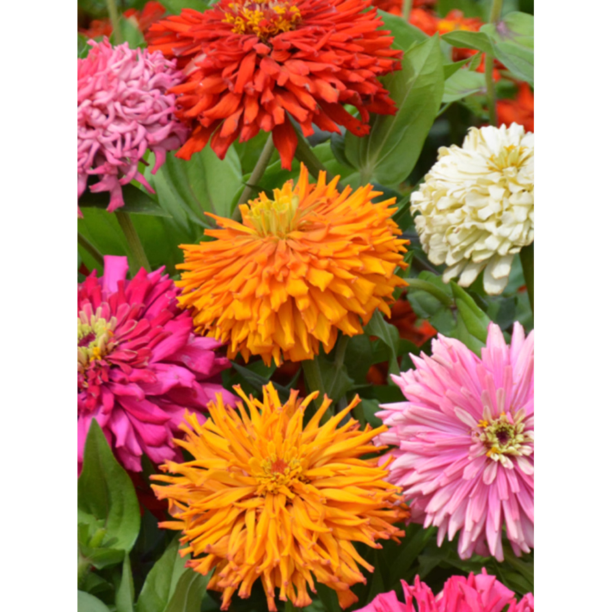 Jual 40 Biji Benih Bunga Zinnia Cactus Mixed Kembang Kertas Seeds ...
