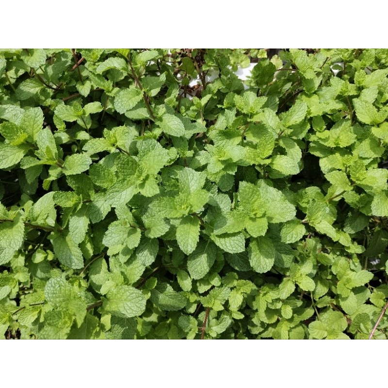 Jual Daun mint segar 1 kg | Shopee Indonesia