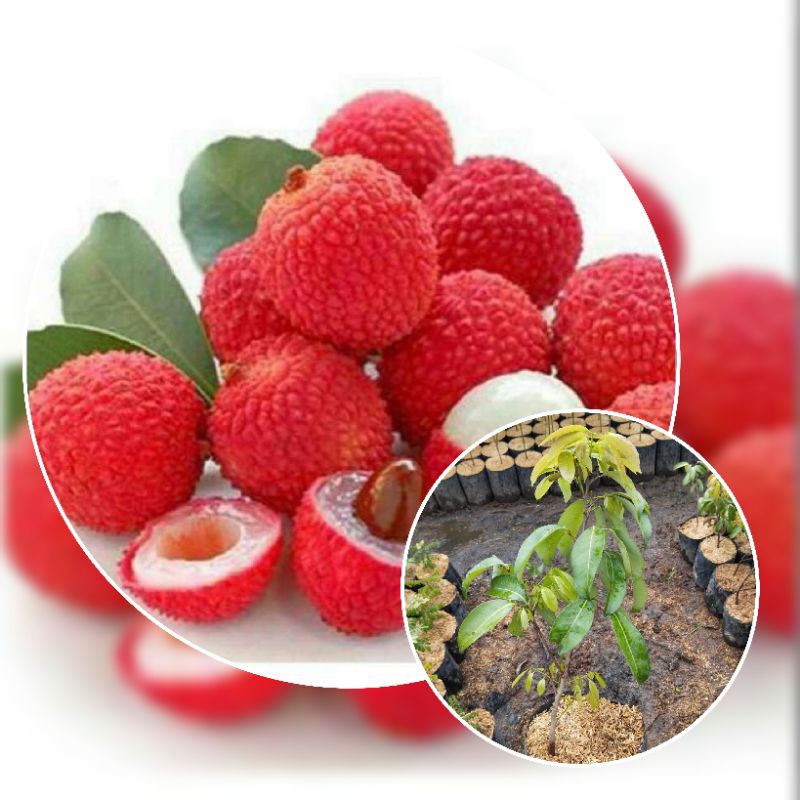 Jual Bibit Tanaman Buah Leci Kom Cepat Berbuah | Shopee Indonesia