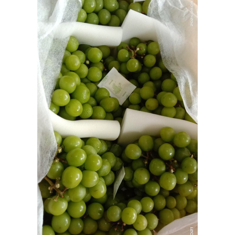 Jual Anggur Muscat curah repack 500gr | Shopee Indonesia