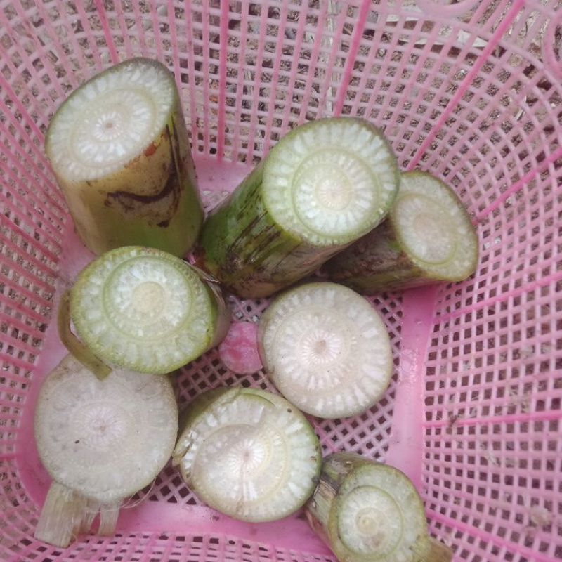Jual Jukut ares pisang kepok muda baby 1 kg | Shopee Indonesia