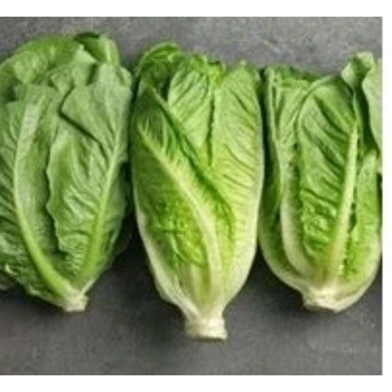 Jual Sayur Lettuce Romaine Letus Romaine | Shopee Indonesia