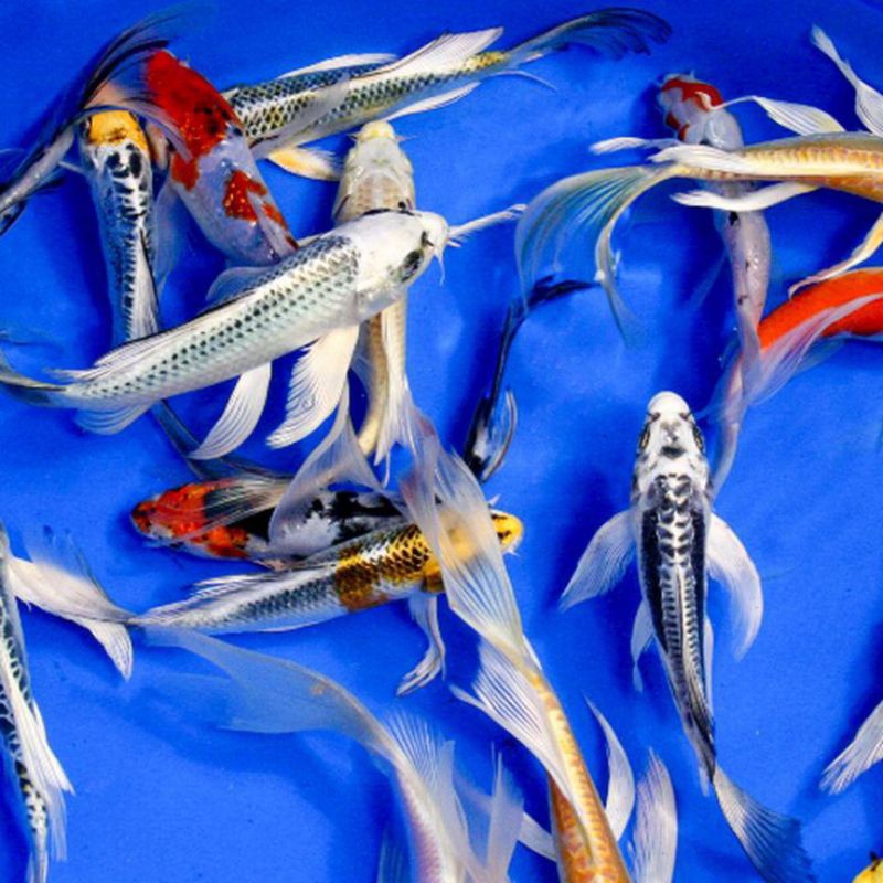 Jual TERMURAH!!! PAKET 4 EKOR KOI SLAYER KUMPAY 15-20CM GRADE A ...