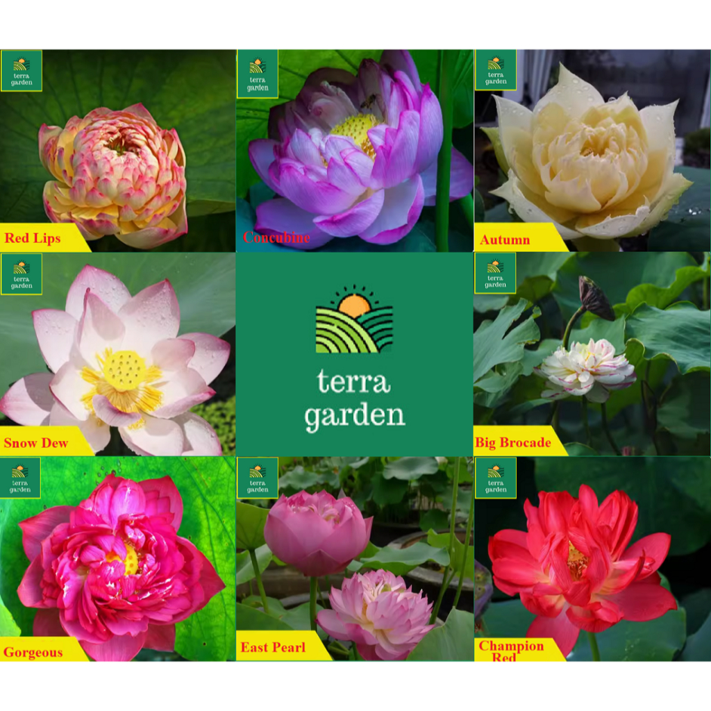 Jual Biji Benih Bunga Lotus Seroja Nelumbo seeds tanaman air | Shopee ...
