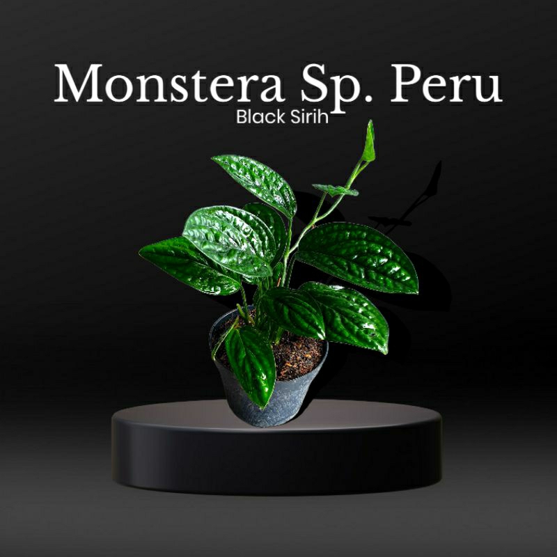 Jual monstera sp peru karstenianum tanaman hias mudah perawatan tanaman ...