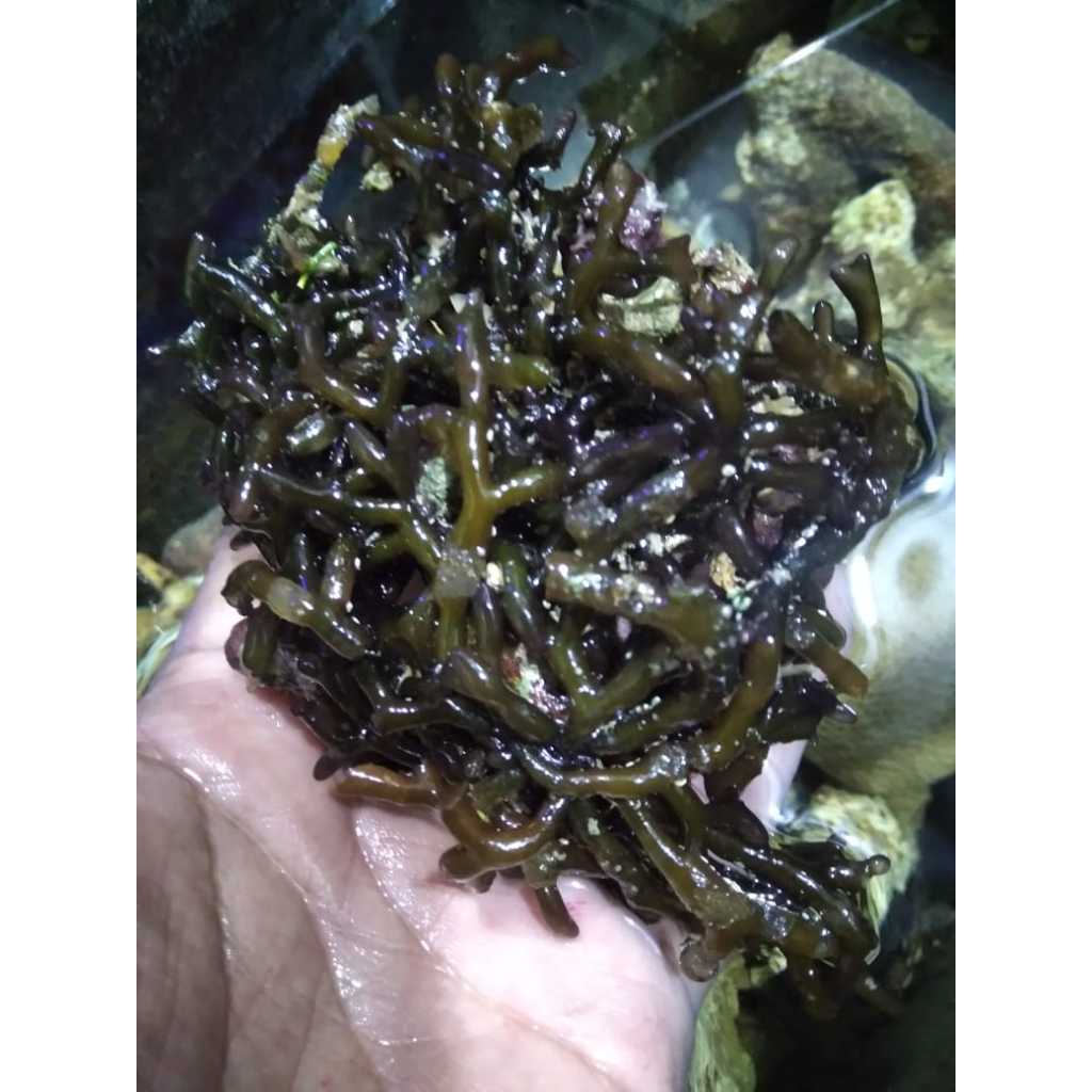 Jual Macroalgae PATAH TULANG Hijau - Green Codium Algae | Shopee Indonesia