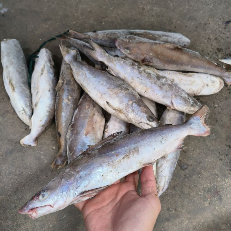Jual Ikan Manyung 500gr | Shopee Indonesia