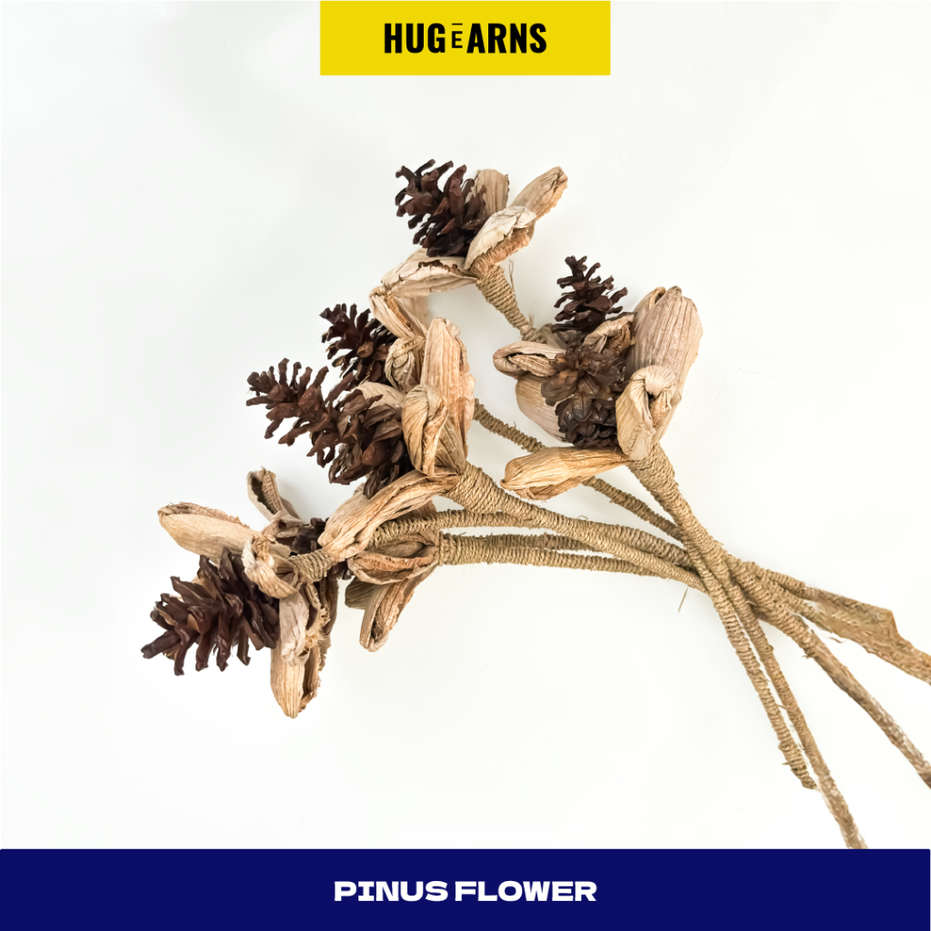 Jual HUGeARNS - Bunga Pinus Kering Buah Cemara Pine Cone Mini Jumbo ...
