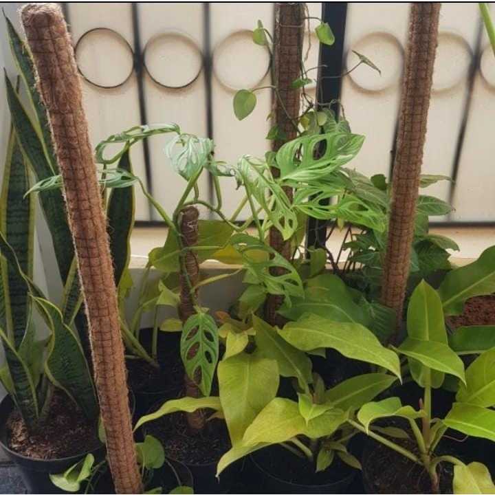 Jual Turus Kawat/ Penyangga Tanaman 100 Cm | Shopee Indonesia
