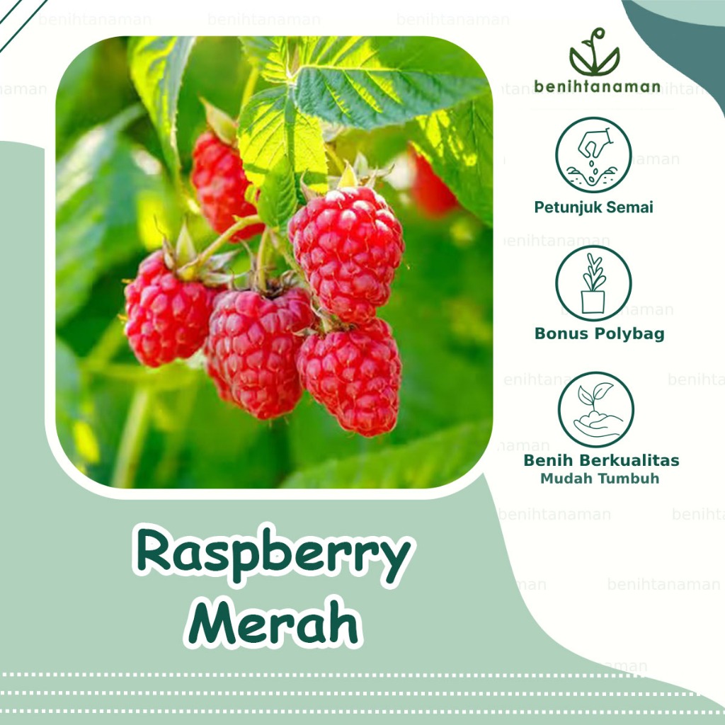 Jual 5 Biji - Benih Buah Raspberry Red, Rubus idaeus | Shopee Indonesia
