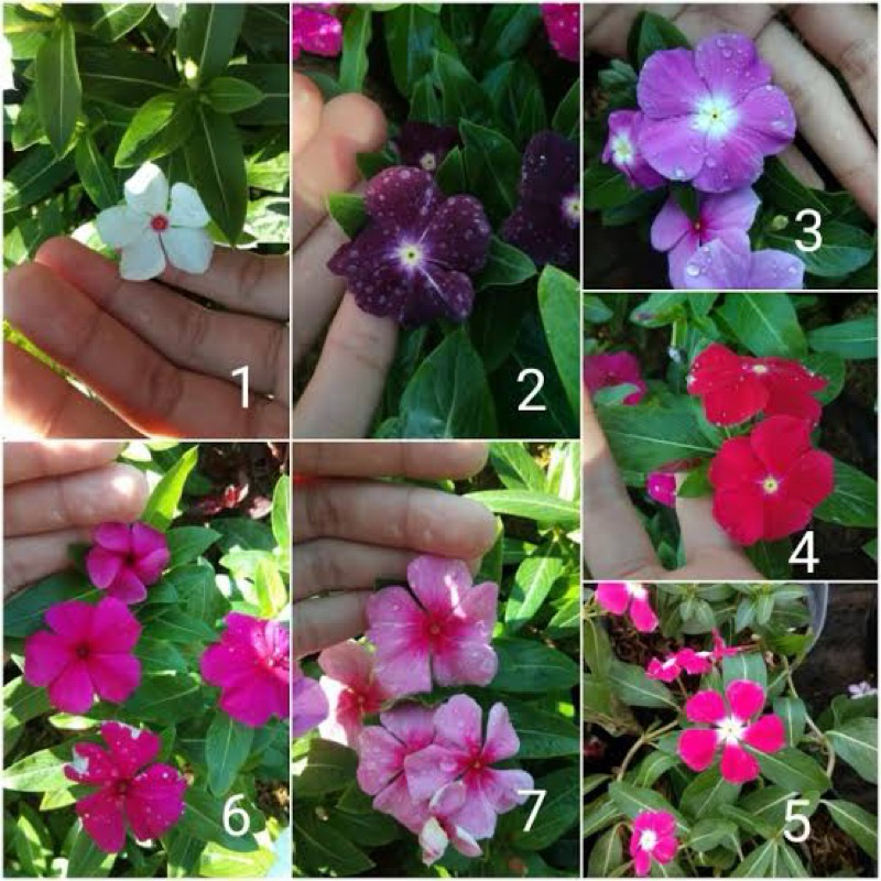 Jual Tanaman hias bunga vinca atau tapak dara paket 7 jenis bunga ...
