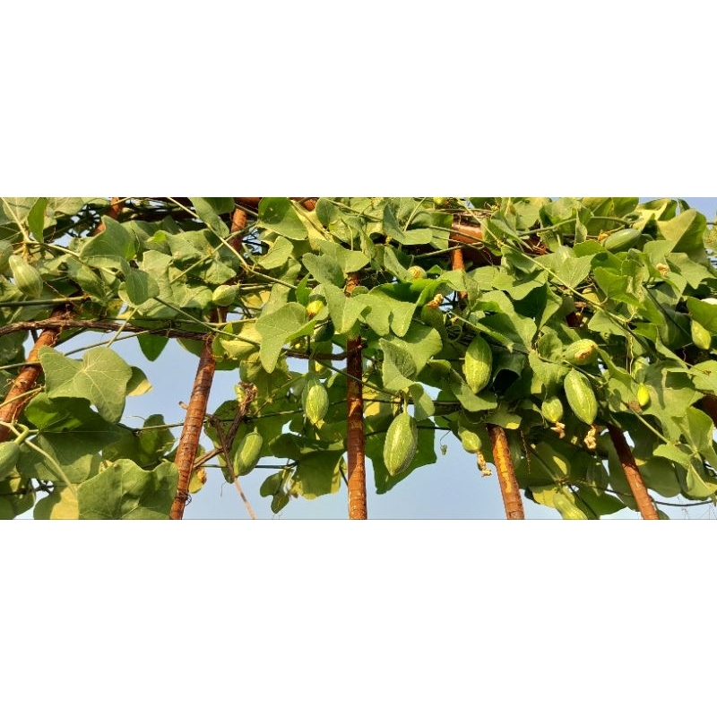 Jual Penurun Gula Darah Timun Padang 250gram fresh langsung petik dari ...