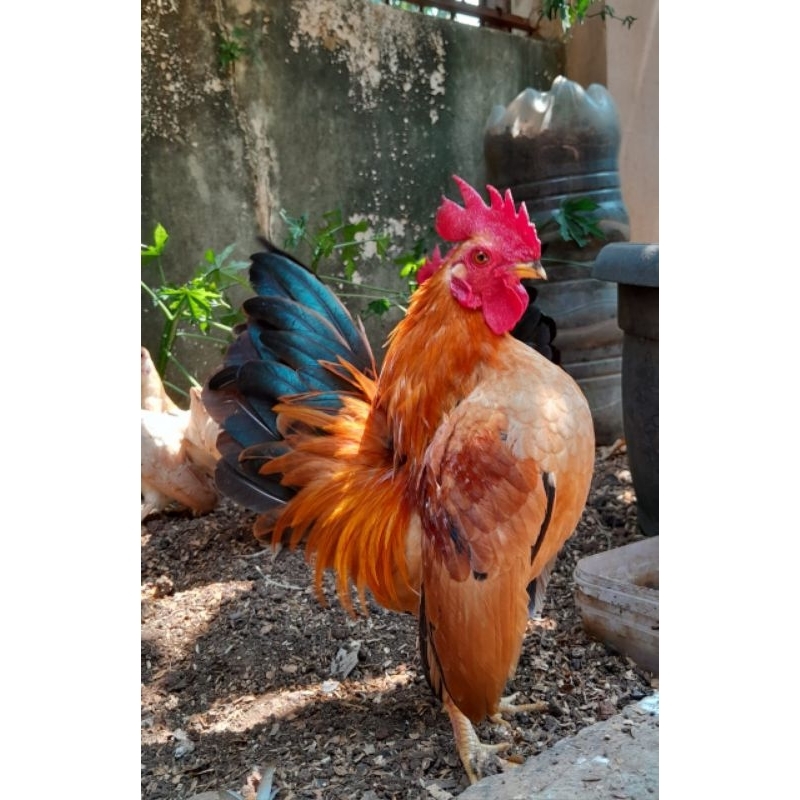 Jual AYAM KATE/KATE WALIK/KATE CEPER/CHABO/BLACK TAIL/SERAMA/BURUNG ...