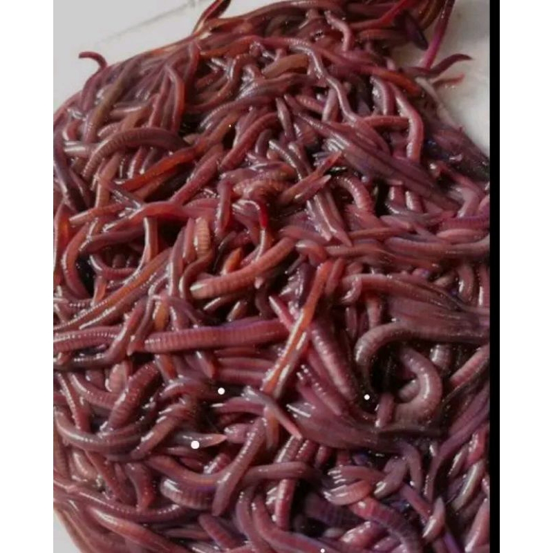 Jual CACING TANAH ANC 1KG HIDUP UMPAN PANCING //PAKAN IKAN BERKUALITAS ...