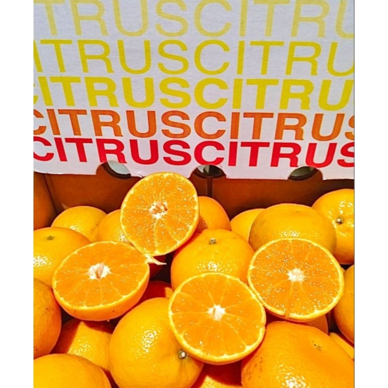 Jual JERUK MURCOT AUSTRALIA 2 PH [1 KG] | Shopee Indonesia