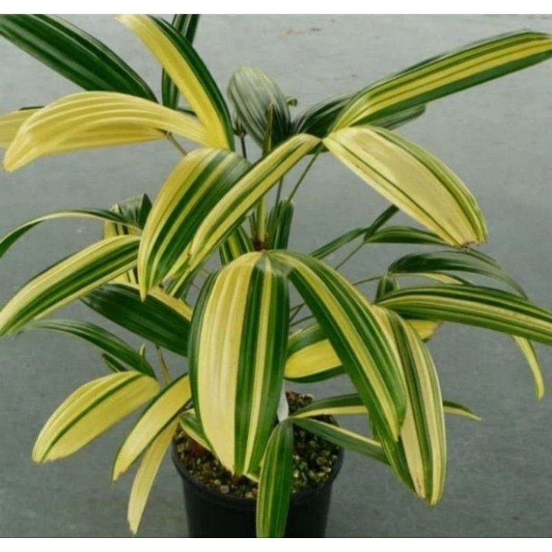 Jual Tanaman Hias Palem Waregu Varigata/Palm Regu Var | Shopee Indonesia