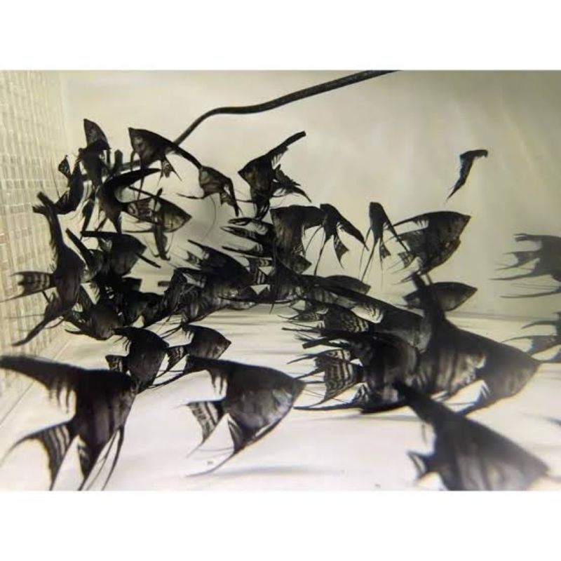 Jual Manfish Black Angle | Shopee Indonesia