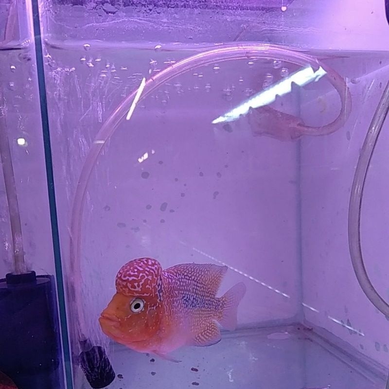 Jual Lohan super red dragon boom head/Louhan boom head fuul mutiara ...