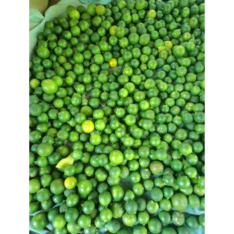 Jual jeruk songkit / KASTURI/ lemon cui 1 kg 12.000 potongan harga beli ...