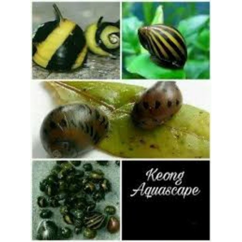 Jual Keong hias pembersih alga aquascape minimal pembelian 5 | Shopee ...