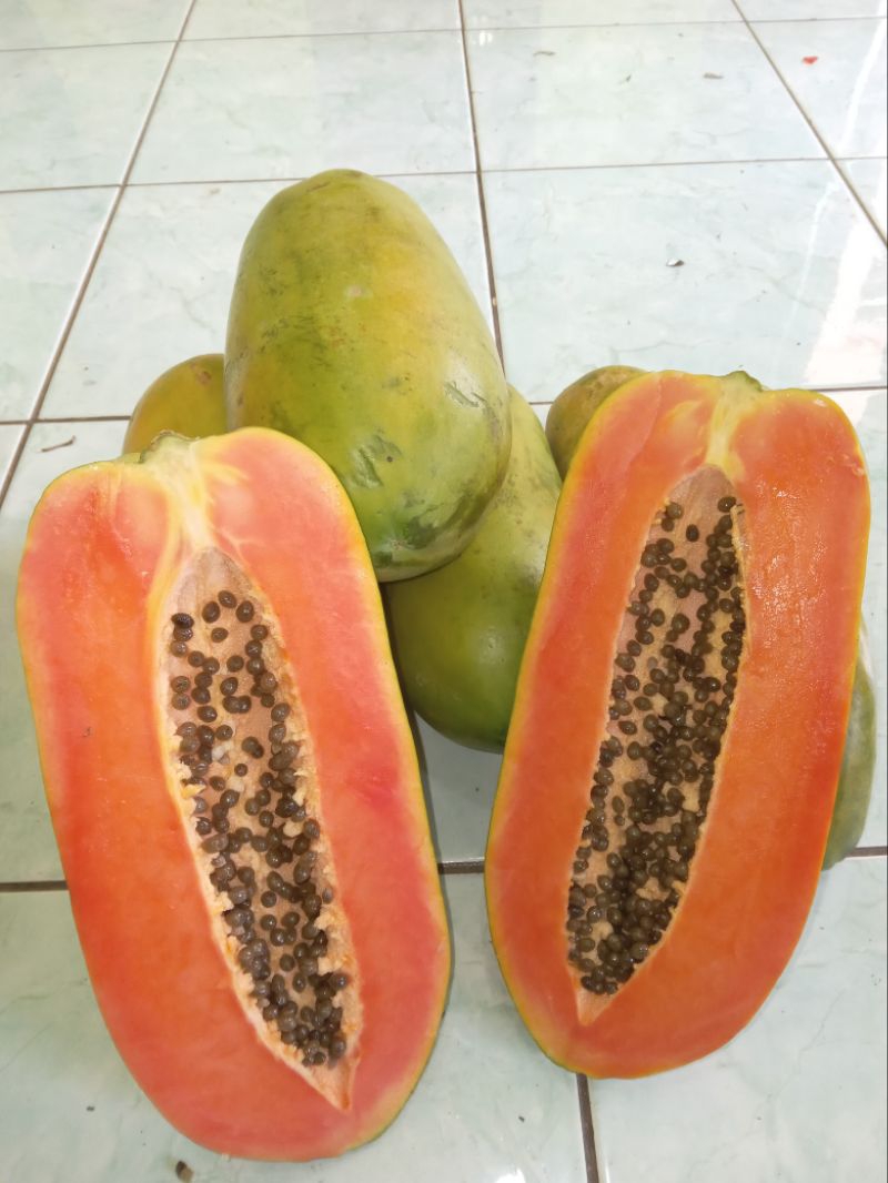 Jual Buah Pepaya California Premium Fresh Manis | Shopee Indonesia