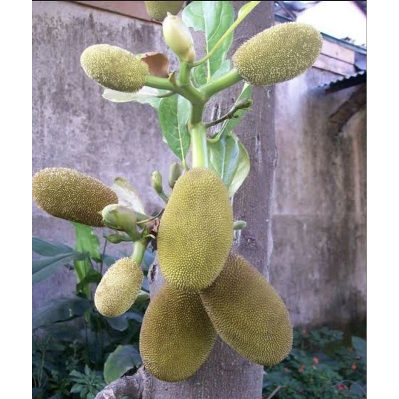 Jual bauh babal / nangka muda / babal nangka fresh / obat diabetes dan ...