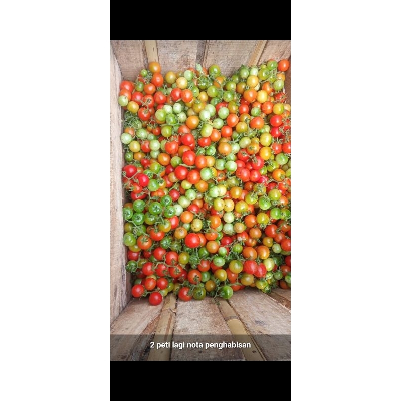 Jual tomat rampai / cung / cungkedire 1kg | Shopee Indonesia
