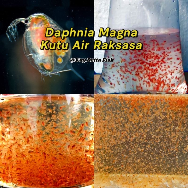 Jual Kutu Air Daphnia Magna 250-300gr / Kutu Air Raksasa / DM / Starter ...