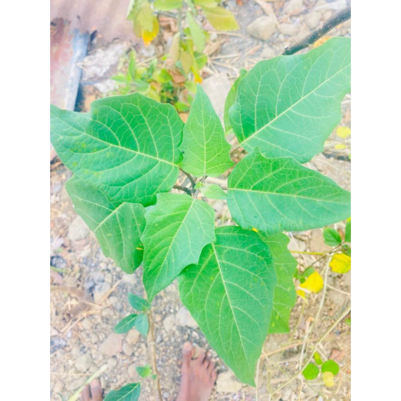 Jual daun kecubung Wulung segar 15 lembar | Shopee Indonesia
