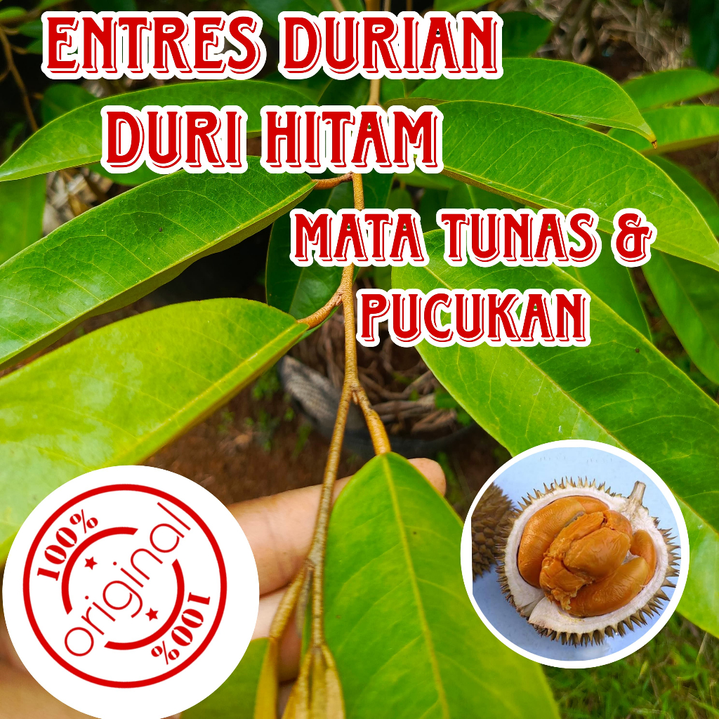 Jual ENTRES PUCUKAN DURIAN OCHEE ATAU DURI HITAM MATA TUNAS SUPER ...