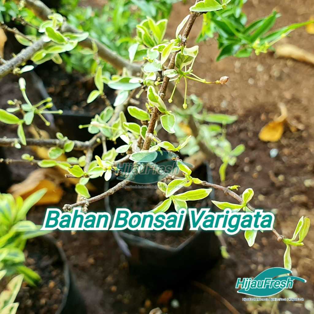Jual Anting Putri Mikro Varigata Bahan Bonsai | HijauFresh ...