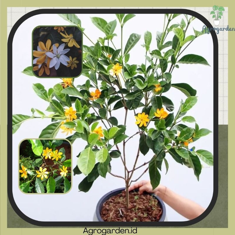Jual Tanaman Hias wangi Gardenia Carinata - Cempaka kuning - Melati ...