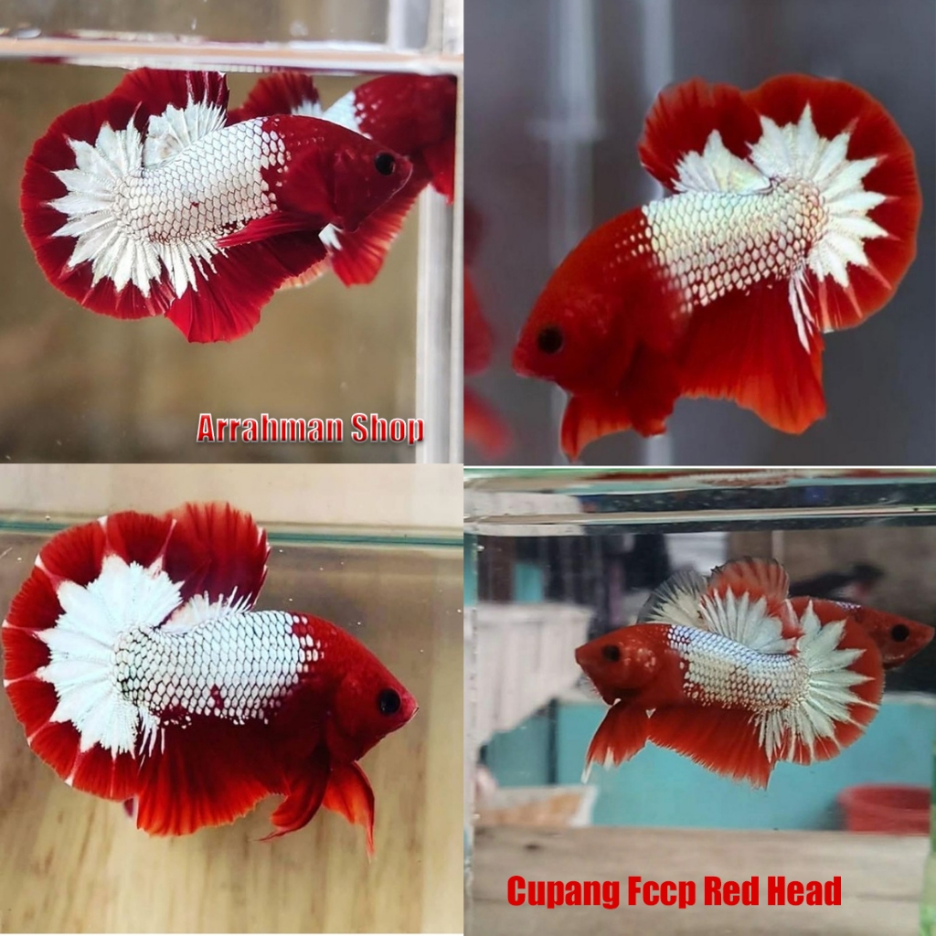 Jual Ikan Cupang Fccp Red Head - ikan hias air tawar - cupang fccp ...