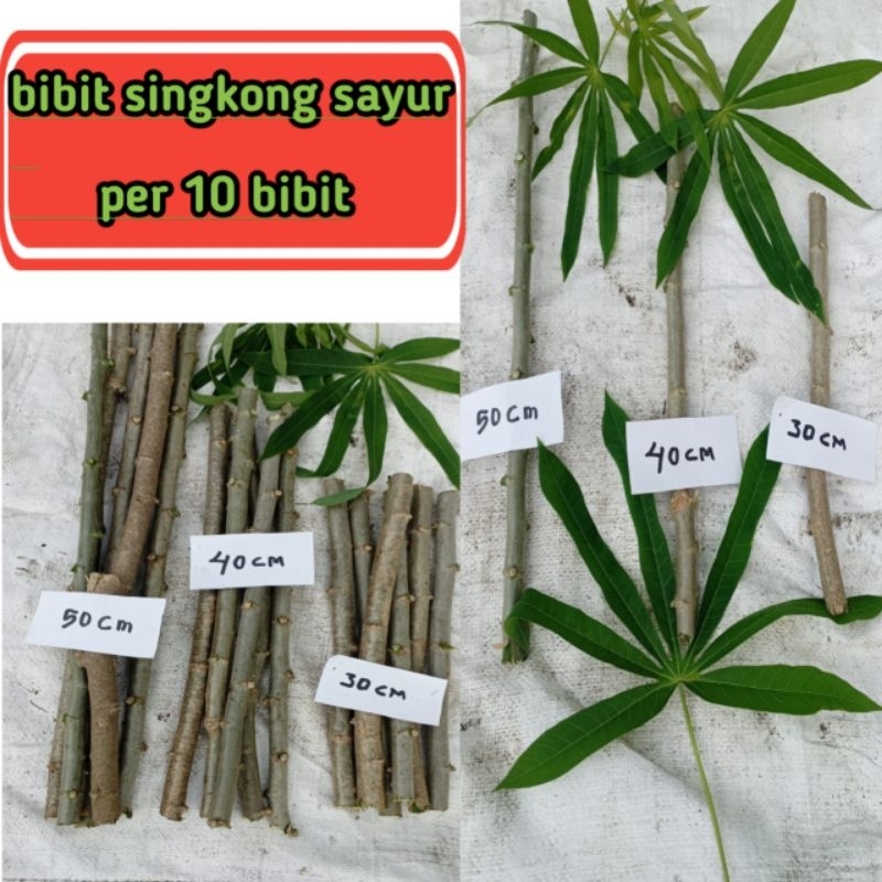 Jual bibit singkong sayur / daun singkong sayur per 10 bibit | Shopee ...
