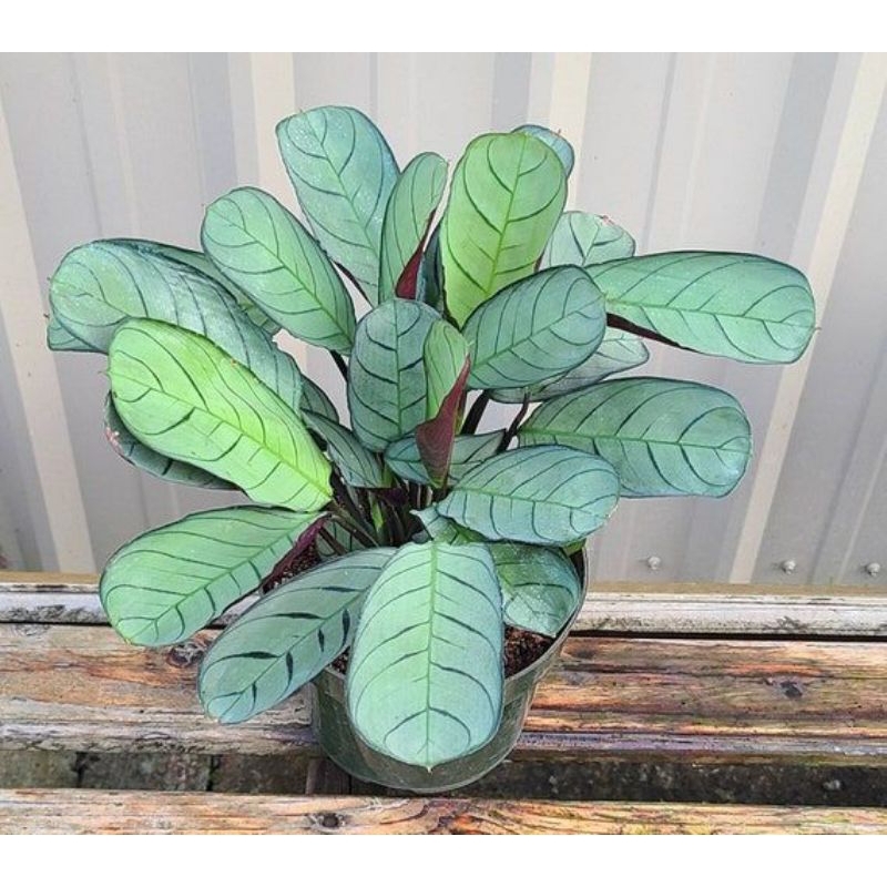 Jual maranta tulang ikan/ calathea sepat silver/ctenathe Burle marxii ...