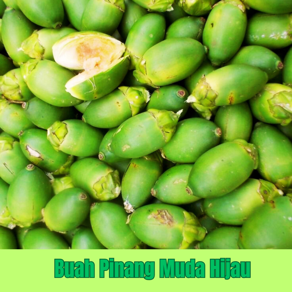 Jual Pinang Segar Nusantara/Jambe Berkhasiat | Shopee Indonesia