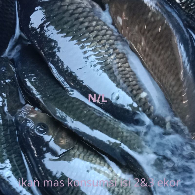 Jual ikan mas konsumsi 1 kg (isi2-3 ekor) | Shopee Indonesia