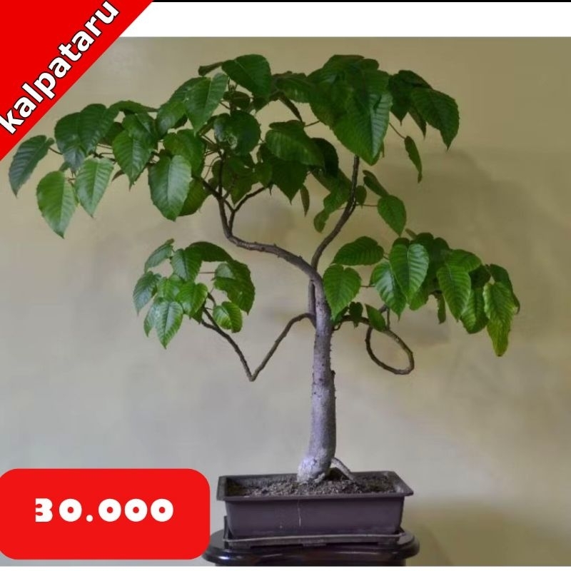 Jual pohon kalpataru asli dari semai biji | Shopee Indonesia