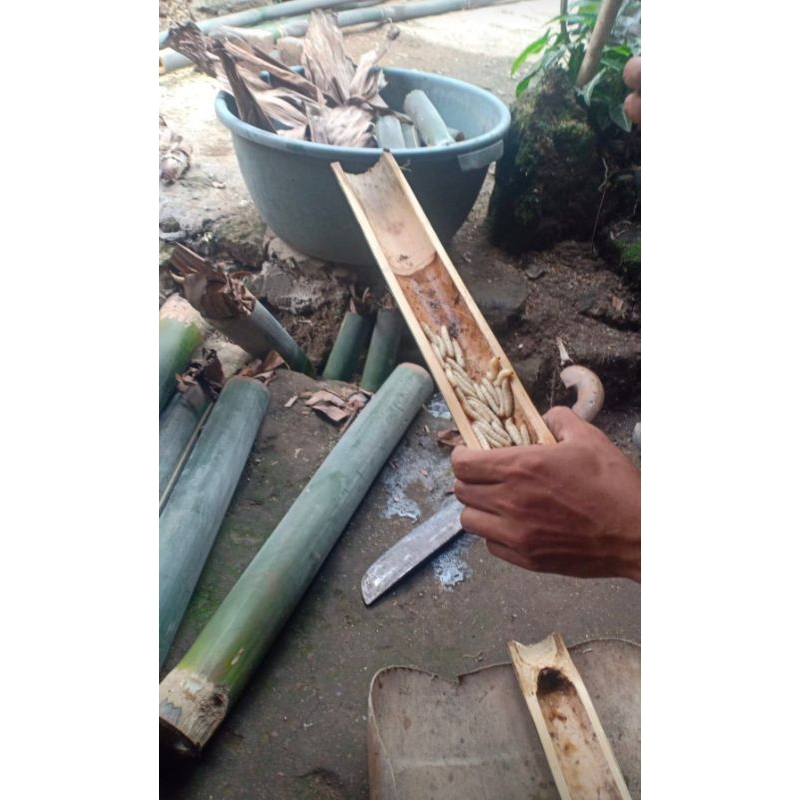 Jual cangcilung ulat bambu isi 30 | Shopee Indonesia