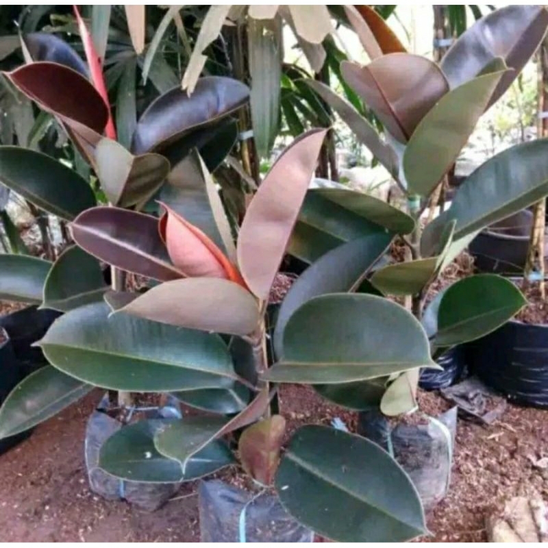 Jual tanaman karet kebo merah | Shopee Indonesia