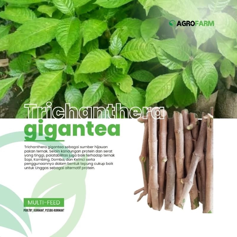 Jual Trichanthera Gigantea STEK BATANG bibit trichanthera Hijauan Pakan ...