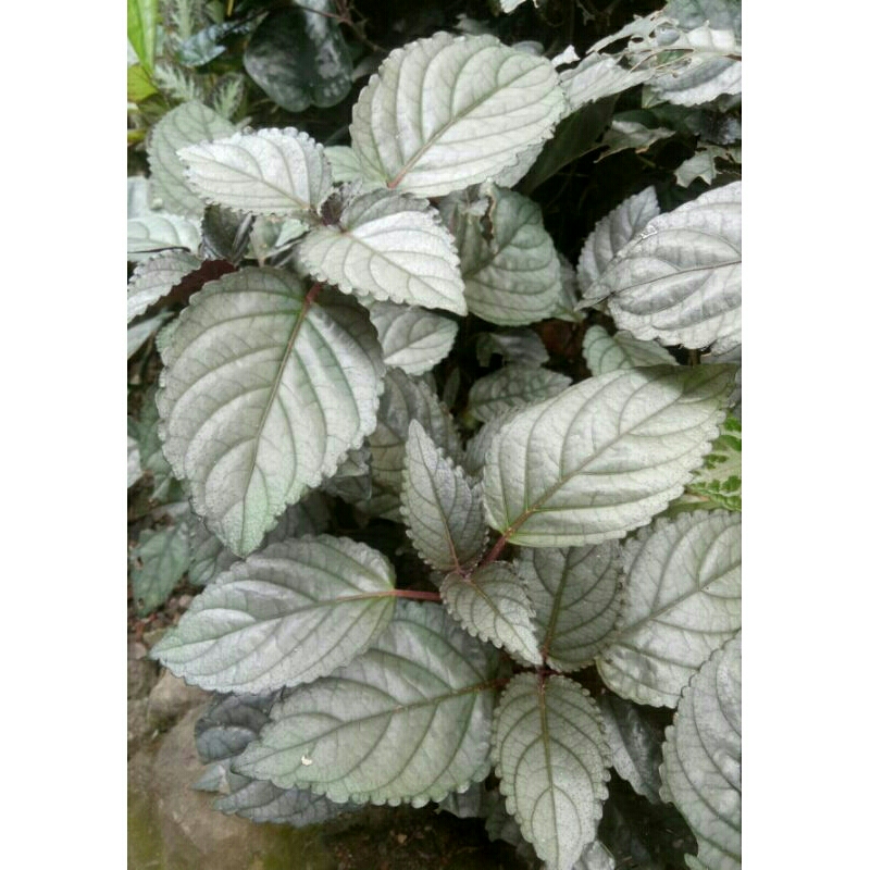 Jual Beli 2 Gratis 1 Hemigraphis Alternata Ungu/Sambang Getih | Shopee ...