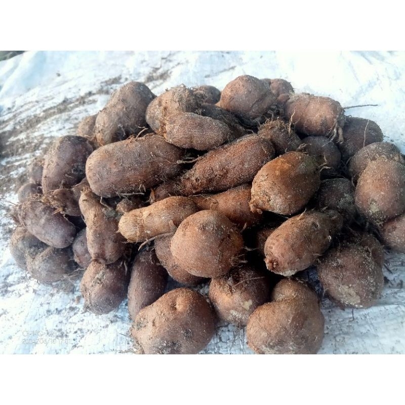 Jual Kentang Hitam 1kg/Kentang Bulu | Shopee Indonesia