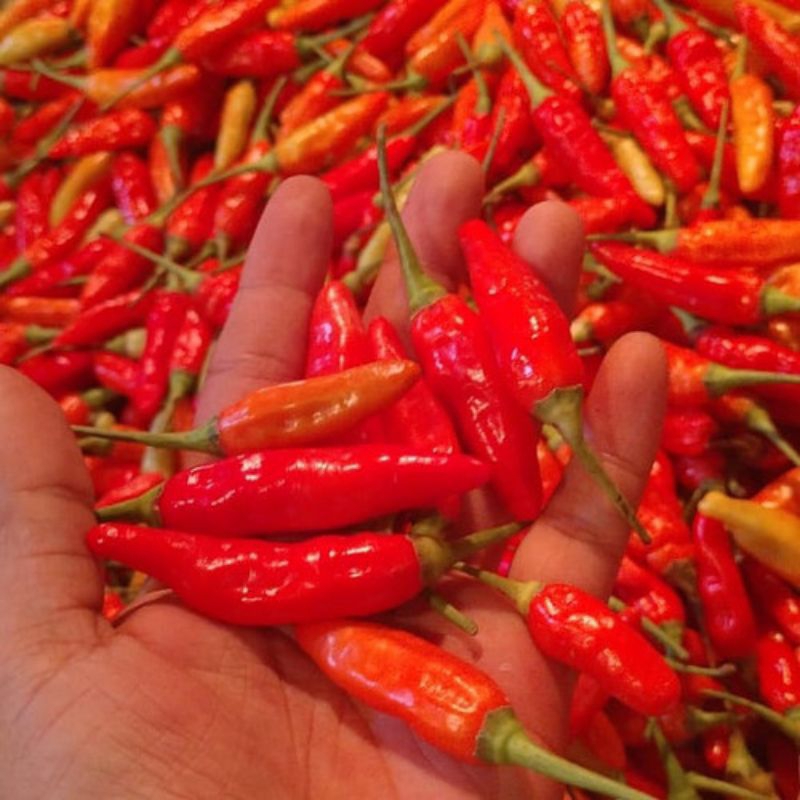 Jual CABE RAWIT MERAH CABAI RAWIT MERAH 1KG | Shopee Indonesia