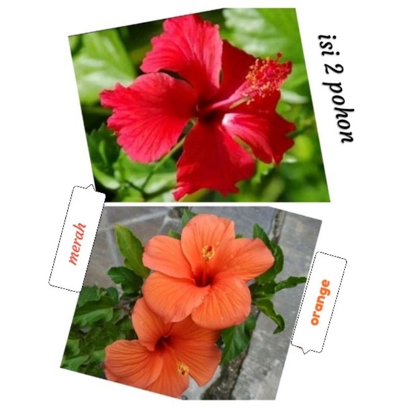 Jual 9,9 promo paket 2 atau isi 2 pohon kembang sepatu bunga merah dan ...