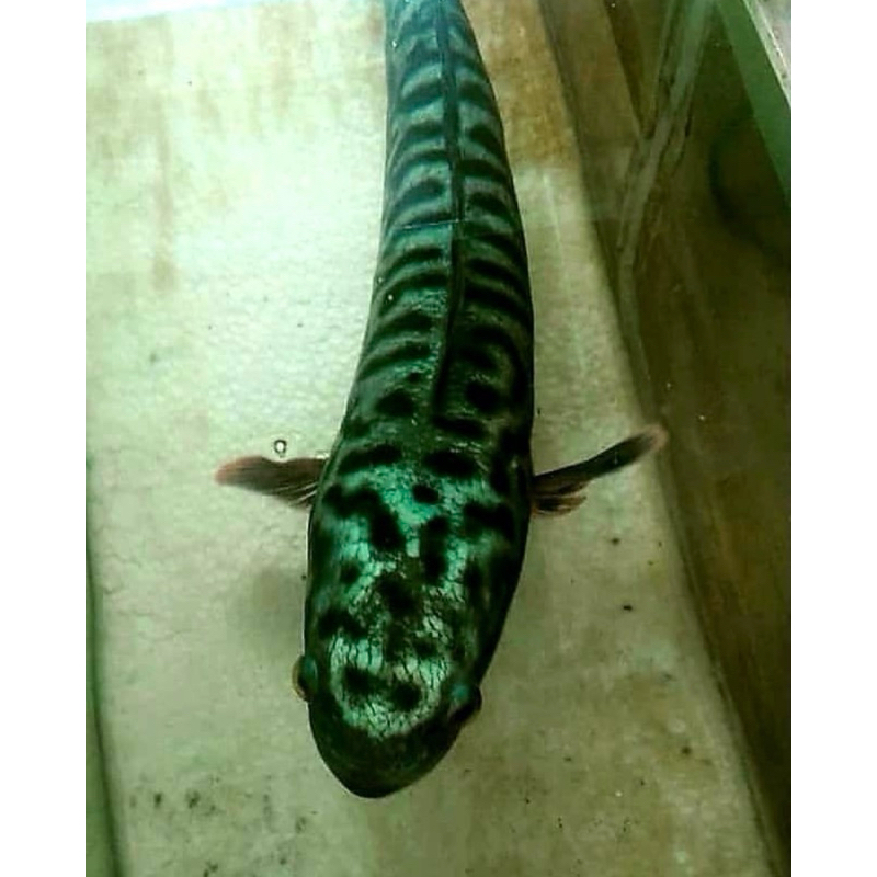 Jual baby toman isi 5 ekor bahan hijau | Shopee Indonesia